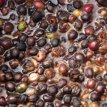 【残りわずか！】コーヒー生豆 Ijen Lestari RI（Carbonic Maceration Pink Honey）4kg真空パック – Rational Idea 公式オンラインストア