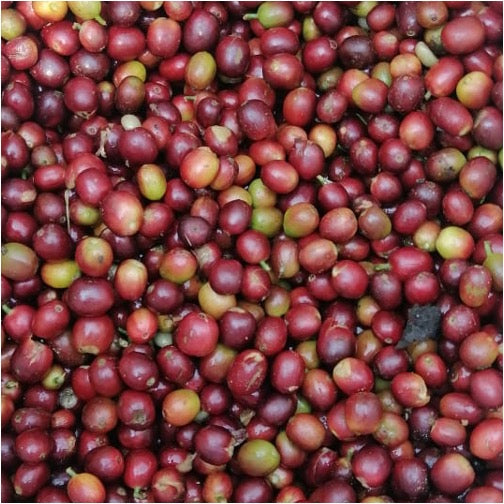 【10%OFF】コーヒー生豆 Malabar Malabar RI（Full Washed）4kg真空パック – Rational Idea 公式オンラインストア